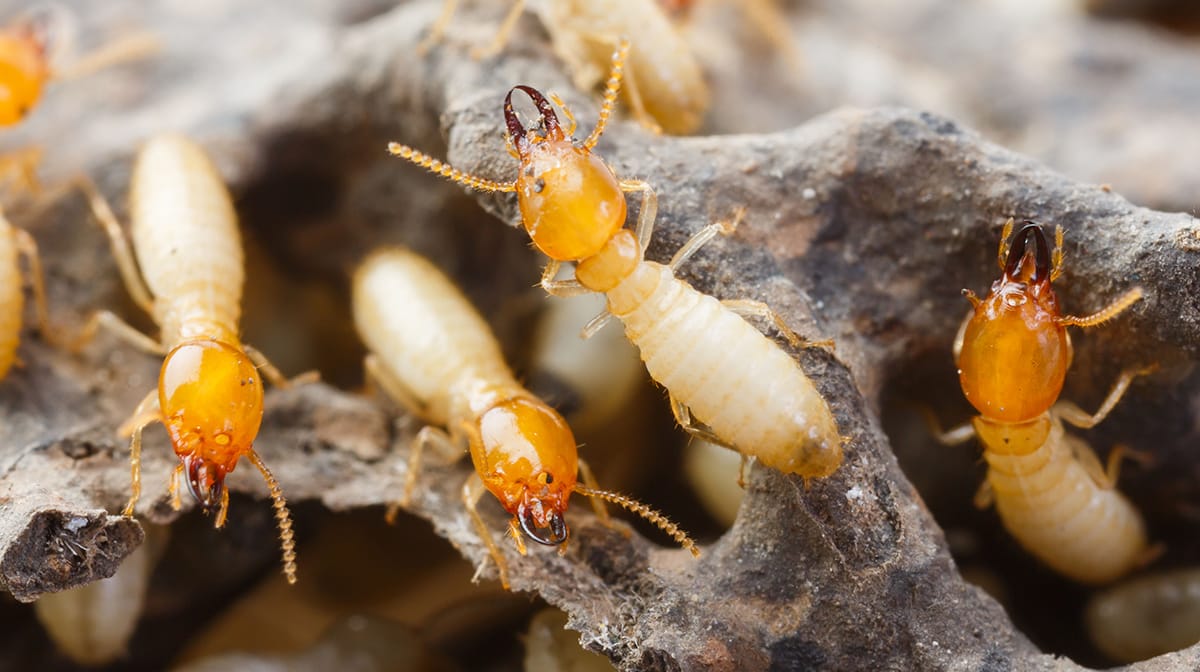 How Much Does Termite Inspection Cost? | Contractor Quotes