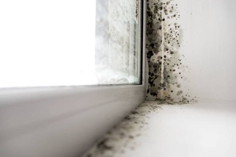 Red Mold in the Bathroom or Shower: What is it & How to Get Rid of It?